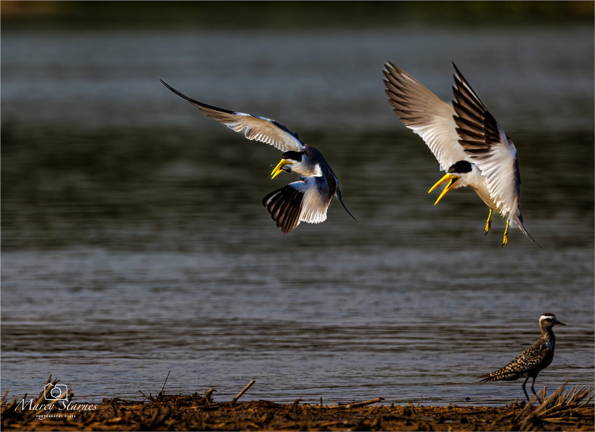 Some birds from the Pantanal in Brazil | Focal World