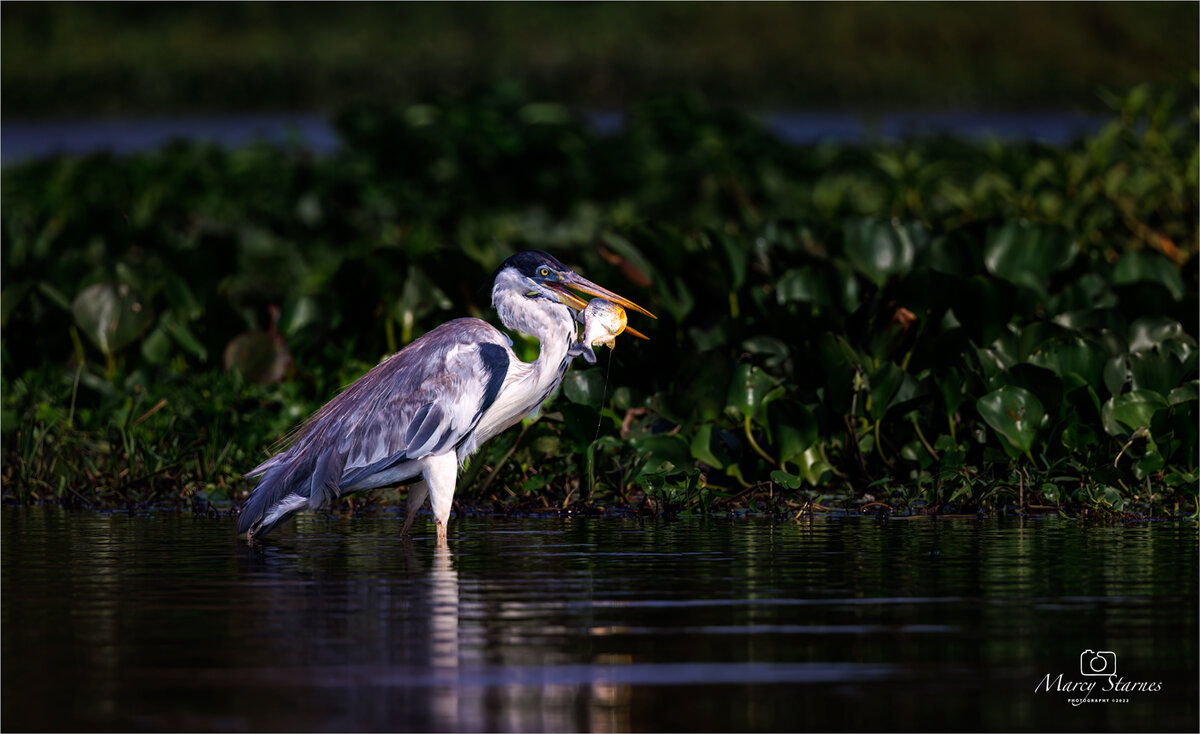 Some birds from the Pantanal in Brazil | Focal World