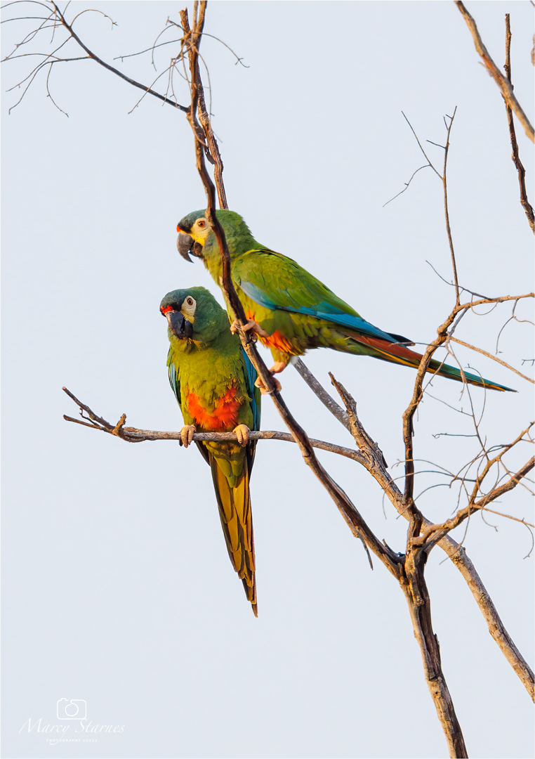 Blue Wing Macaw | Focal World