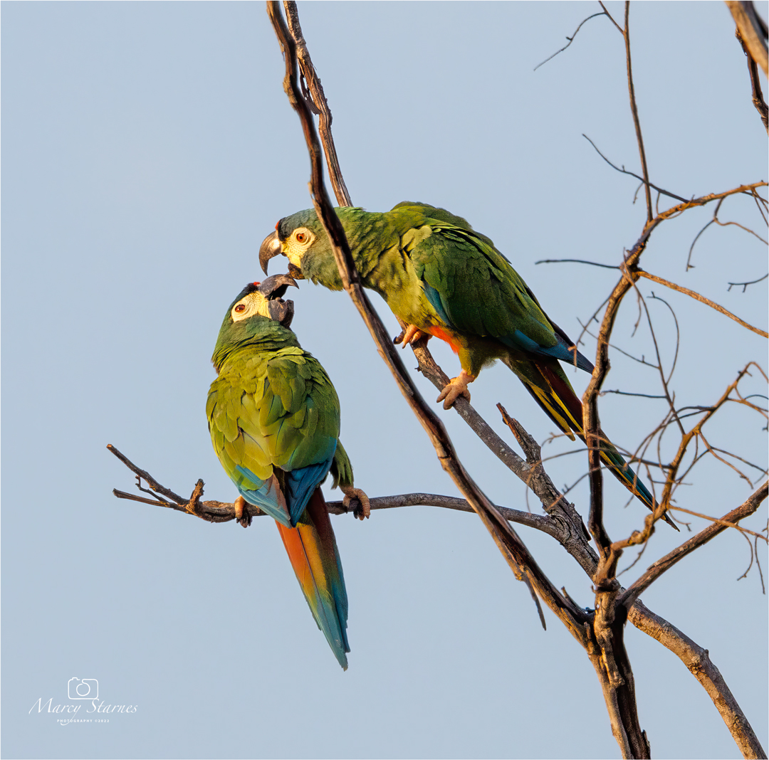 Blue Wing Macaw | Focal World