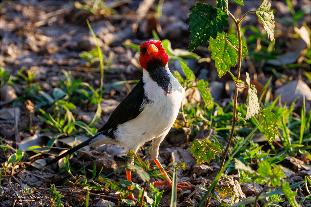 A few more from Brazil - | Focal World