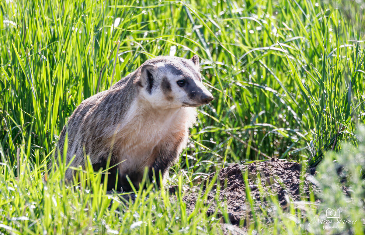Badgers everywhere in Yellowstone | Focal World