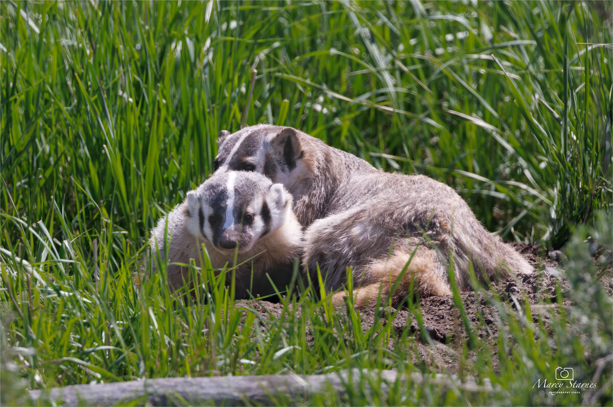 Badgers everywhere in Yellowstone | Focal World