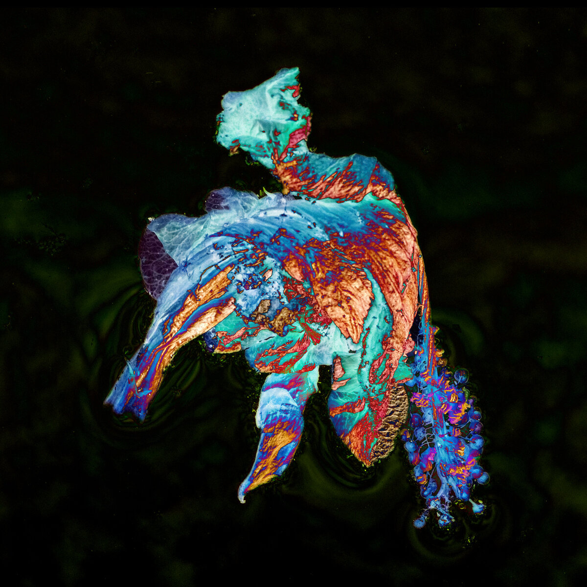 Hidden Color | Focal World