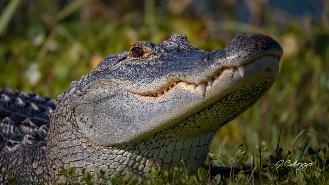 Gator Portrait | Focal World