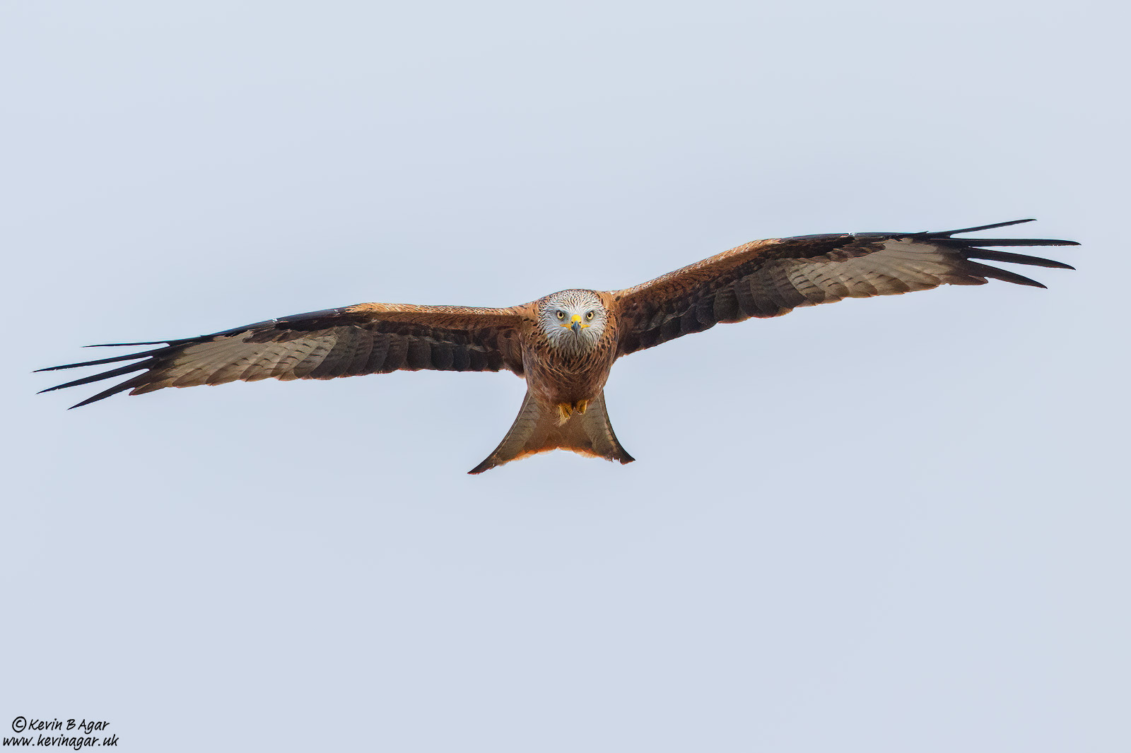 Red Kites. | Focal World