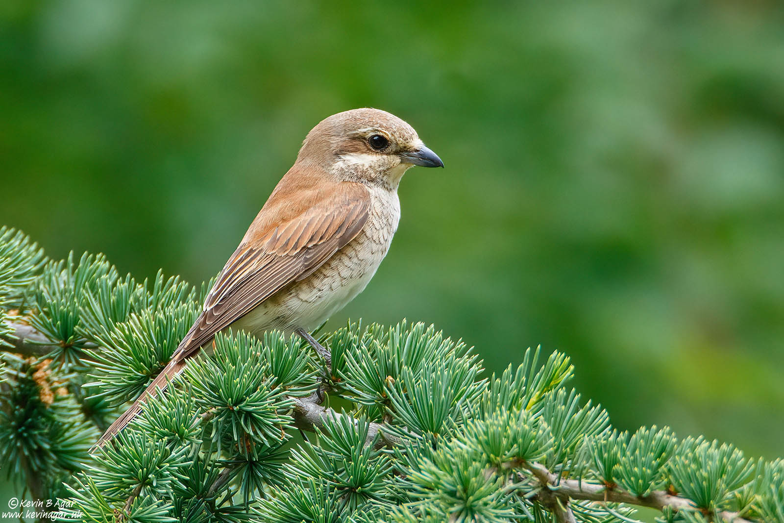Birds of Bulgaria 2 | Focal World