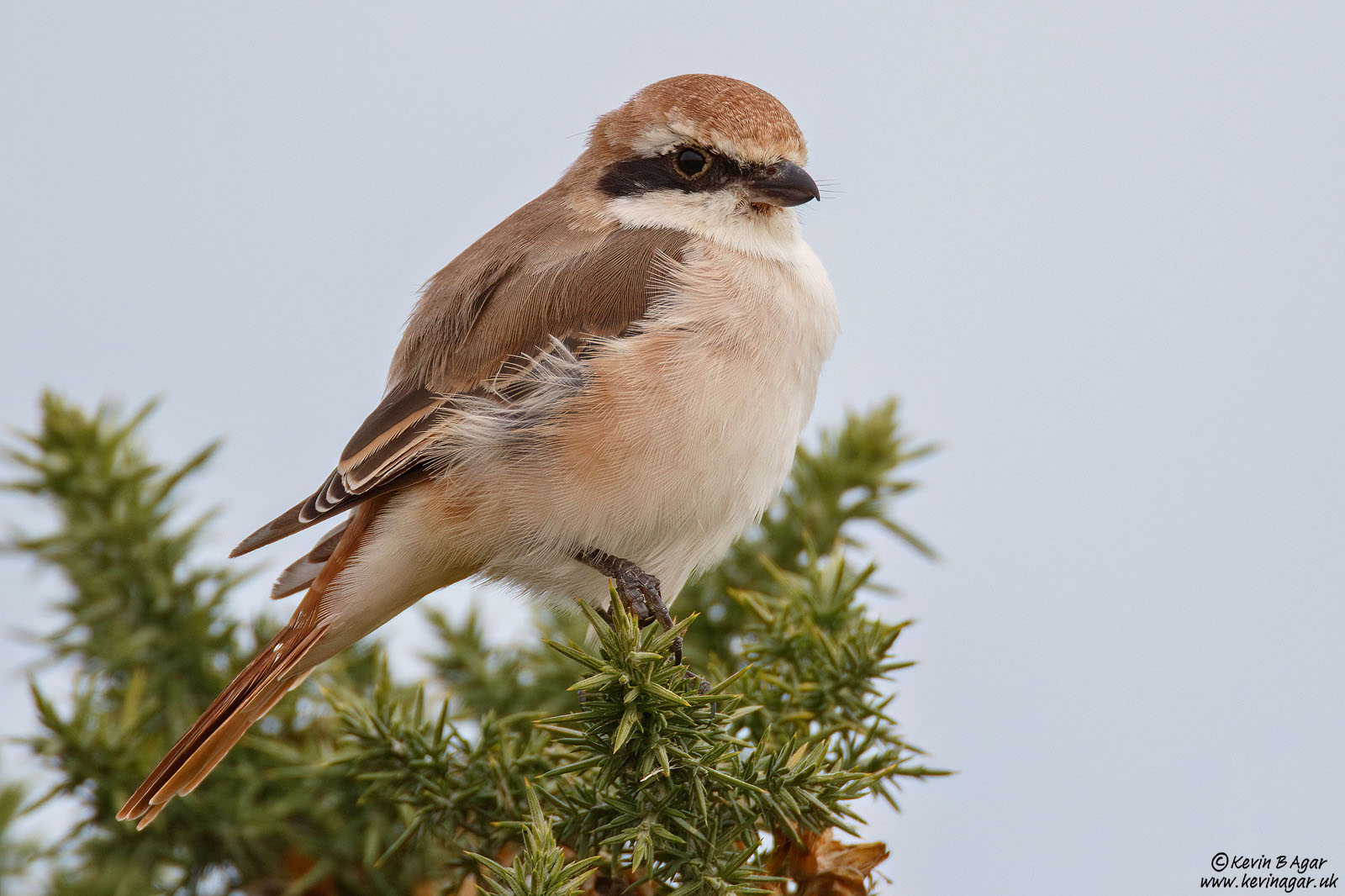 Red-tailed Shrike or Turkestan Shrike, Lanius phoenicuroides | Focal World