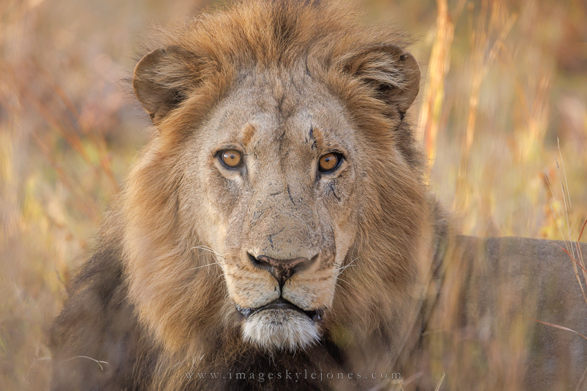 Male Lion Shots | Focal World
