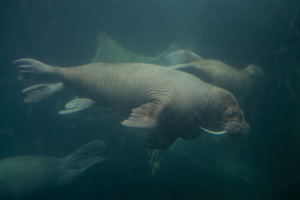 Seaworld - Walrus Colony | Focal World