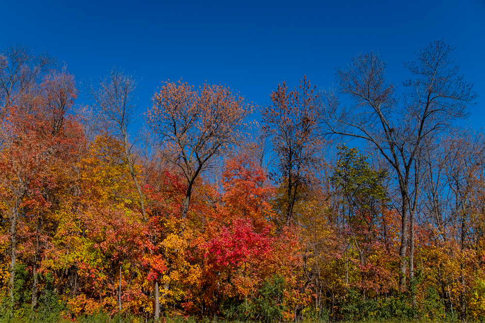 The Range of Fall Colors | Focal World