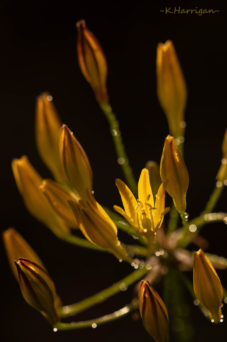 Golden Brodiaea | Focal World