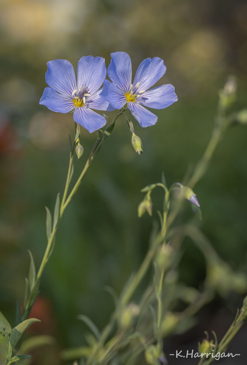 Blue Flax | Focal World