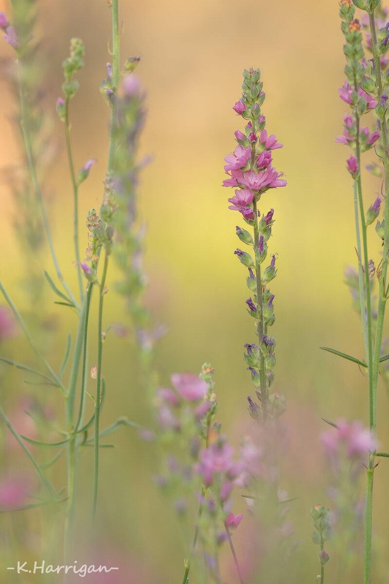 Checker Bloom among early evening light | Focal World