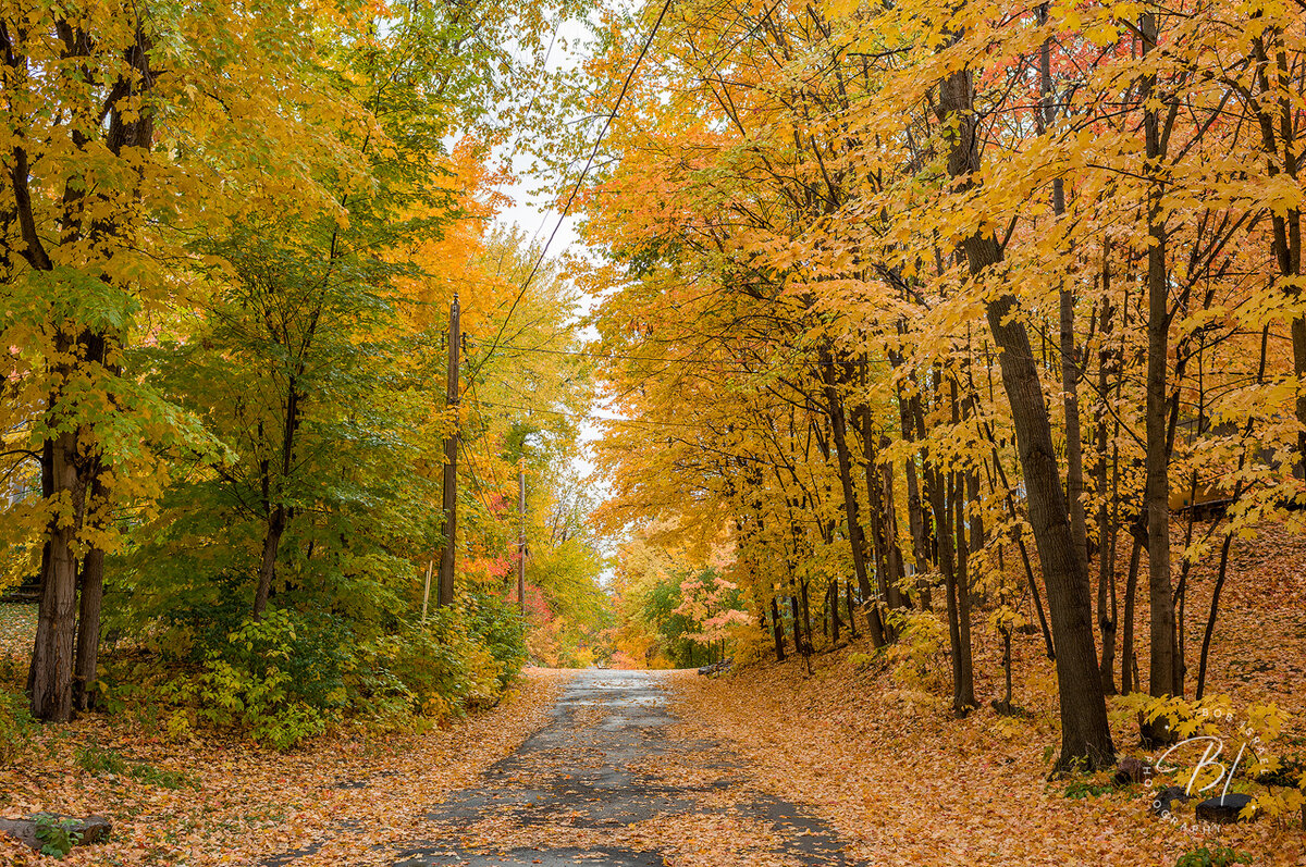Fall Color Updates - 2022 | Focal World
