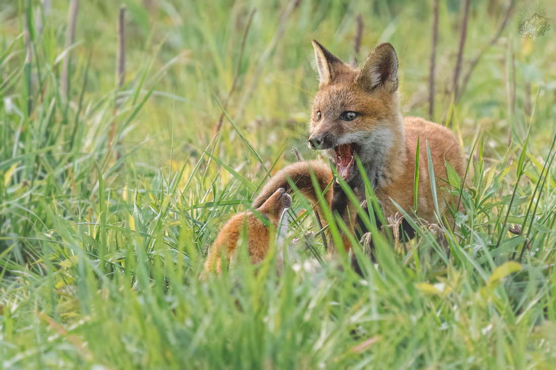 fox kits | Focal World
