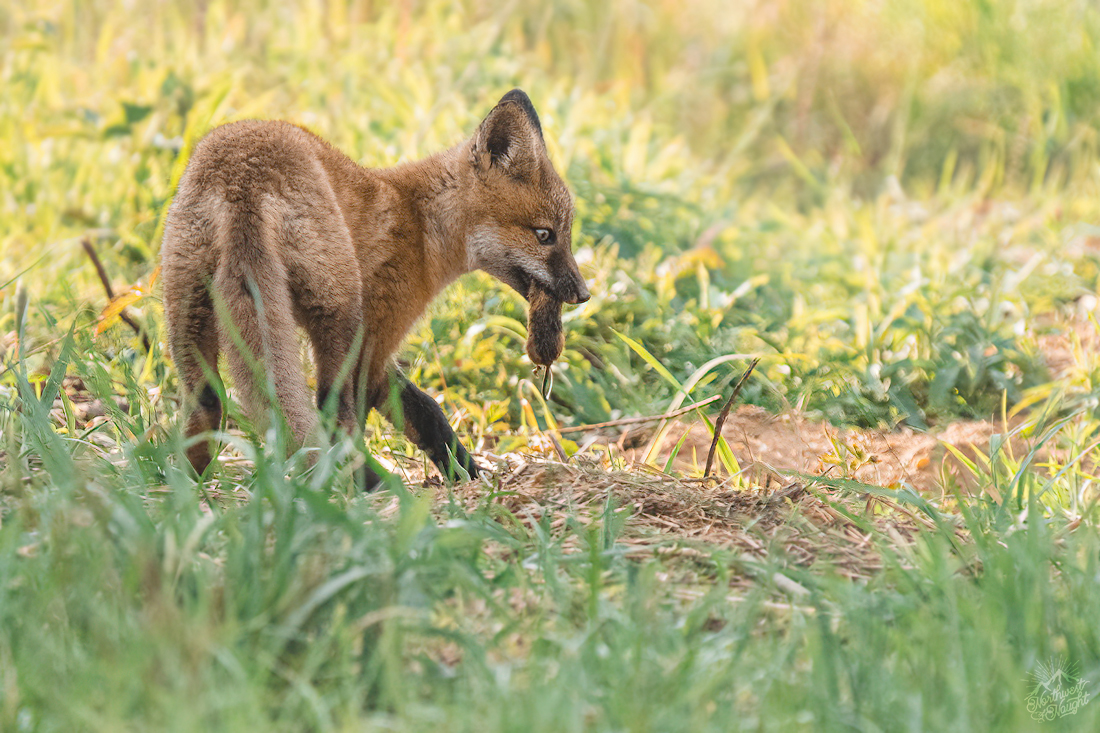fox kits | Focal World