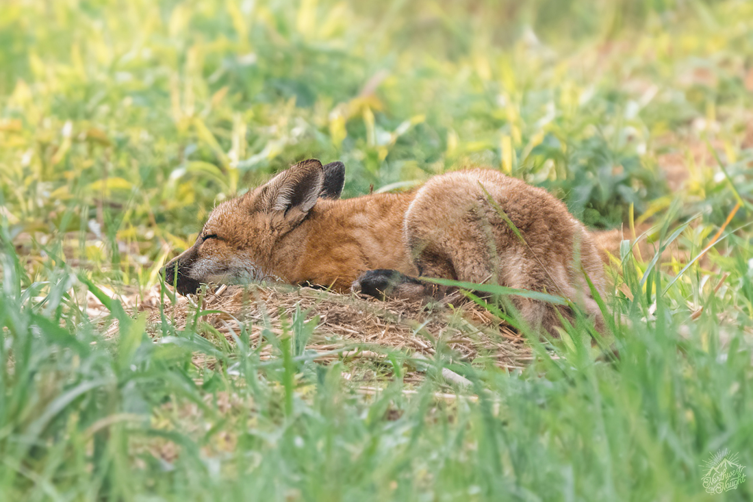 fox kits | Focal World
