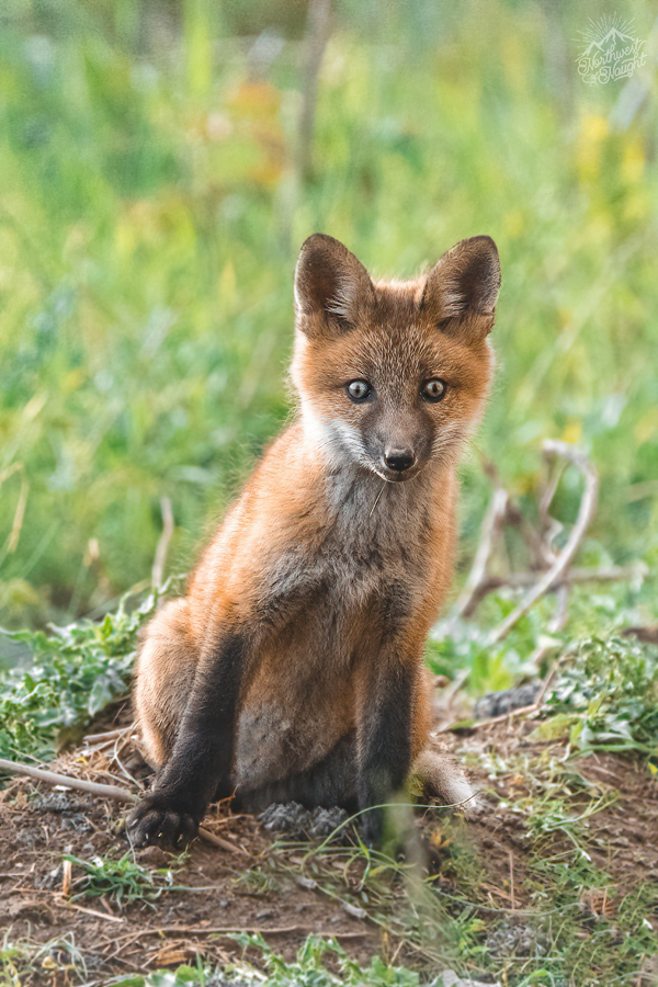 fox kits | Focal World