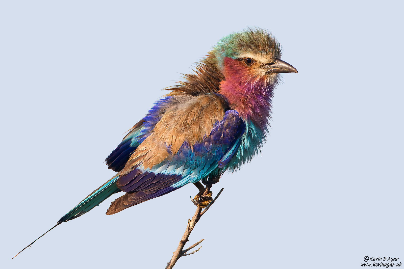 Lilac-breasted Roller, Coracias caudatus | Focal World