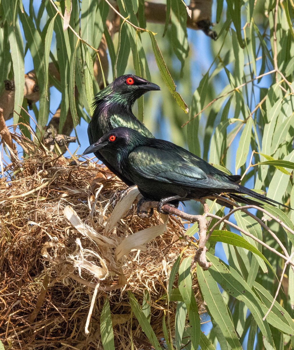 Australia Birds, Part 2. | Focal World