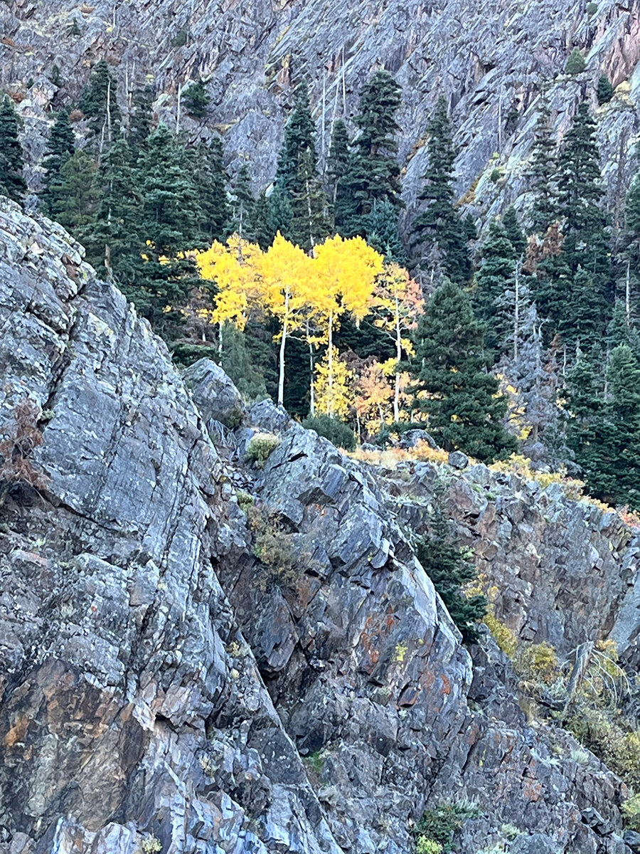 Fall Color Updates - 2022 | Focal World
