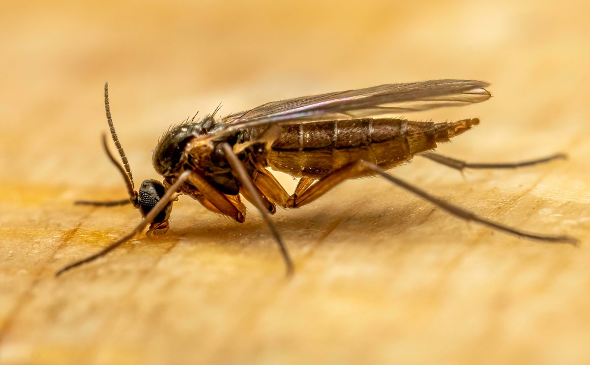 Fungus Gnat | Focal World