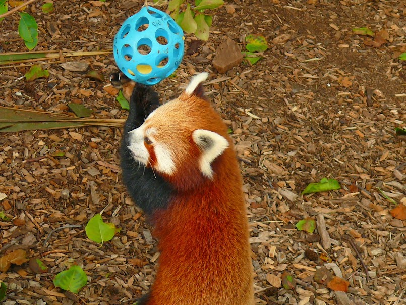 The Ball Game. | Focal World