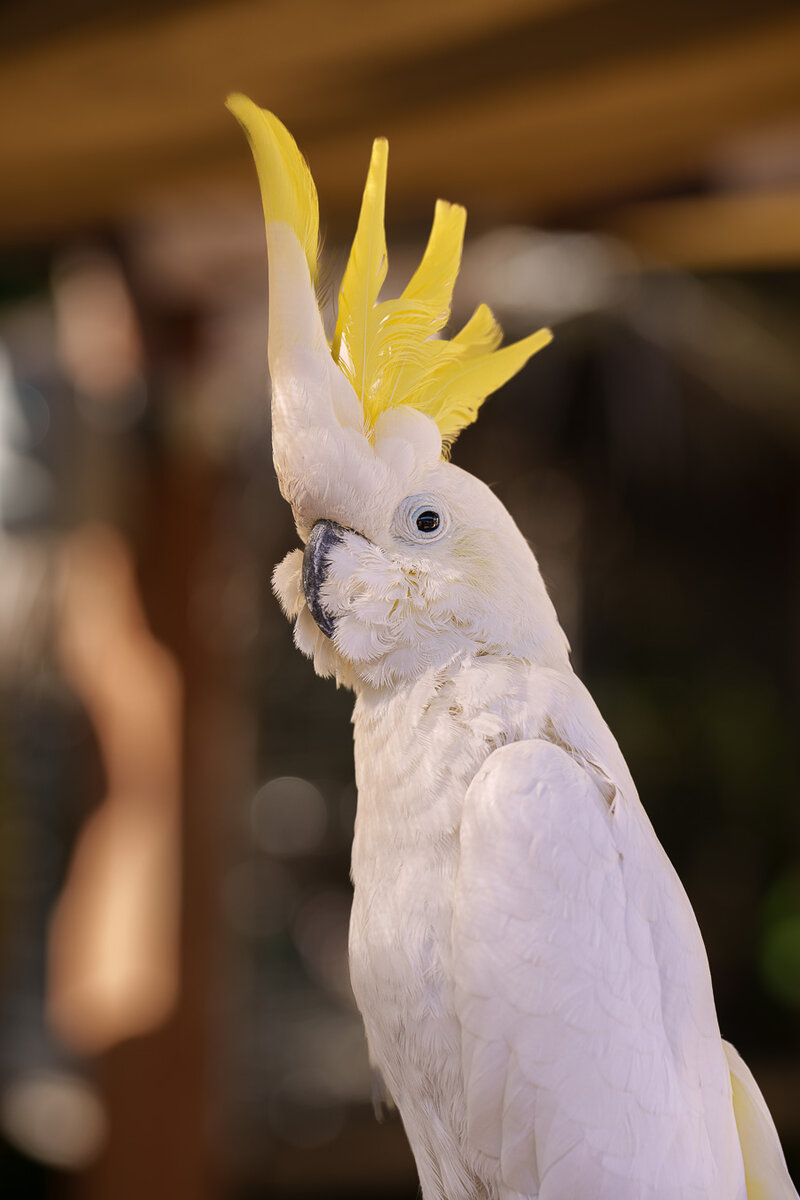 Santa Barbara Bird Sanctuary | Focal World