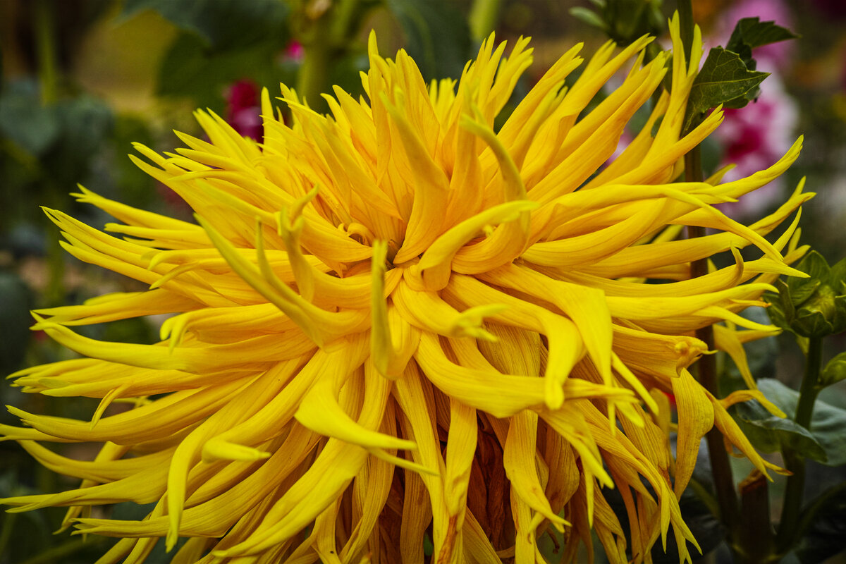 Many Colors of Dahlias | Focal World