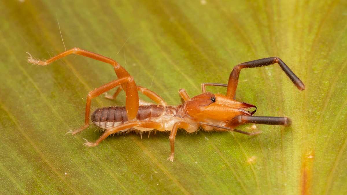 Straight-faced Windscorpion | Focal World