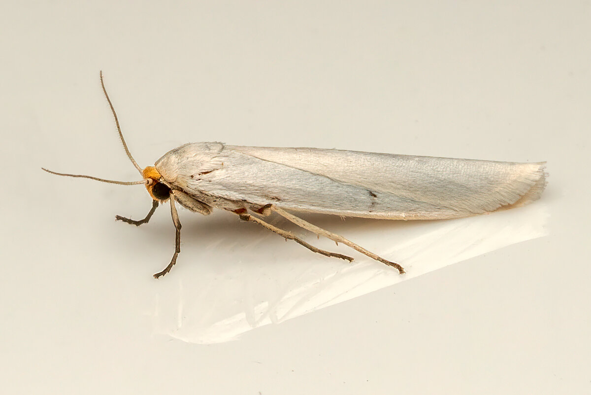 Yellow-headed Lichen moth | Focal World